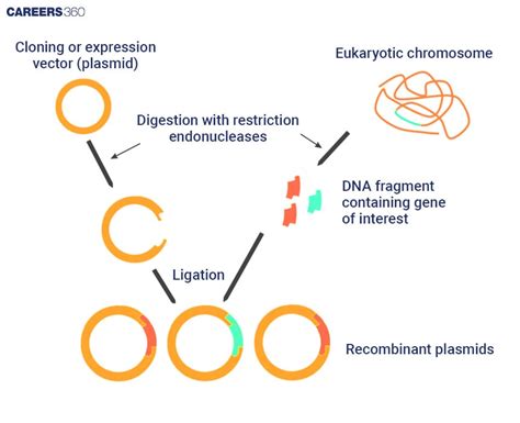 Recombinant Dna Technology Definition Tools Steps Examples