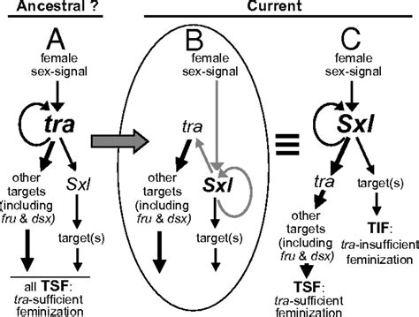 Drosophila Switch Gene Sex Lethal Can Bypass Its Switch Gene Target