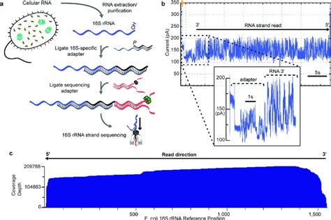 Nanopore Sequencing Of Individual E Coli 16s Ribosomal Rna Strands