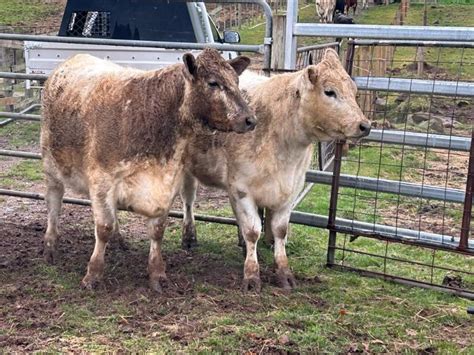 Lot Mixed Sex Feeders AuctionsPlus