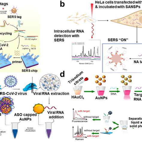 Viral Rna Target Raman And Sers Based Biosensors Using Plasmonic Download Scientific Diagram