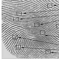 Different Minutiae Patterns Download Scientific Diagram