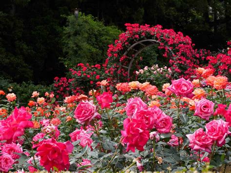 Rose Garden Ideas Australia At Joel Kates Blog