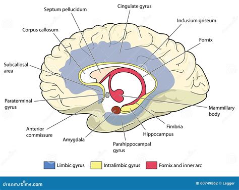 Limbic System Cross Section Of The Human Brain Vector Illustration