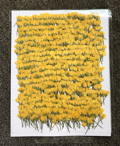 油菜花干花压花植物标本DIY手工滴胶押花手机壳香薰蜡烛相框花材 虎窝淘