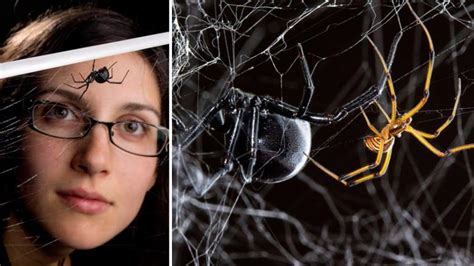 Canadian Scientist Thrills The Web By Live Tweeting Spider Sex Cbc News