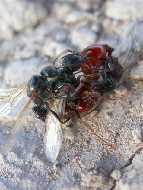 These Ant Queens Compete With Other Species By Becoming Sperm Parasites The Washington Post