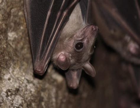 Our Top Frequency Division Bat Detectors And Their Applications Latest News