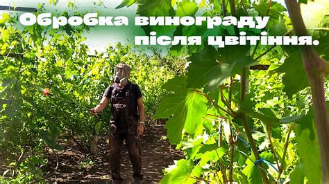 Основна обробка винограду після цвітіння Youtube