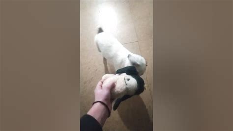 გიჟი ცელქი გოგო ️😍 Youtube