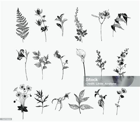 빈티지 야생 화 일러스트 세트입니다 고립 된 흑백 식물 허브와 꽃 손으로 그린 그래픽 고사리 백합 칼라 아네모네 살랄 등나무 델피니움 참제비고깔에 대한 스톡 벡터 아트 및