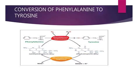 Tyrosine Metabolism And Its Disorders 4 Pptx