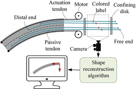 Figure 1 From Shape Sensing For Continuum Robots By Capturing Passive Tendon Displacements With
