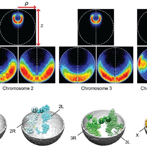 Overview Of The Population Based Genome Structure Modeling Approach And