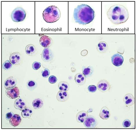 Debunking Common Myths And Biases About Biological Sex Based Variabilities In Pre Clinical