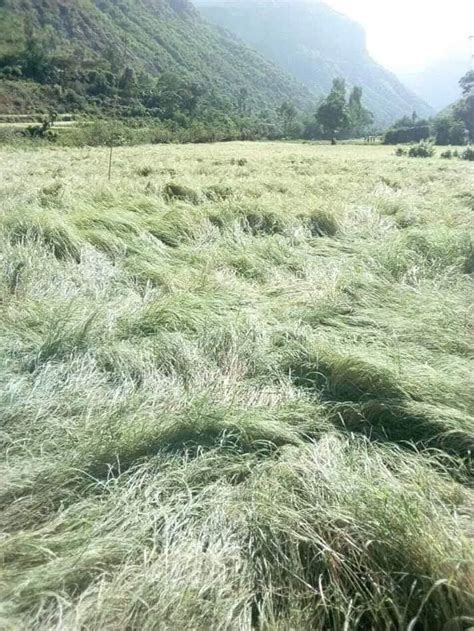 የግብርና ሰራተኞች በሙሉ በህልውና ማስከበር ዘመቻ እንዲሳተፉ ጥሪ ቀረበ በክልሉ ከቢሮው ጀምሮ፣ዞን፣ወረዳና የቀበሌ ግብርና ጽህፈት ቤት የሚሰሩ የግብርና