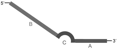 The Structure Of Annealing Control Primer ACP The ACP Is Composed Of Download Scientific