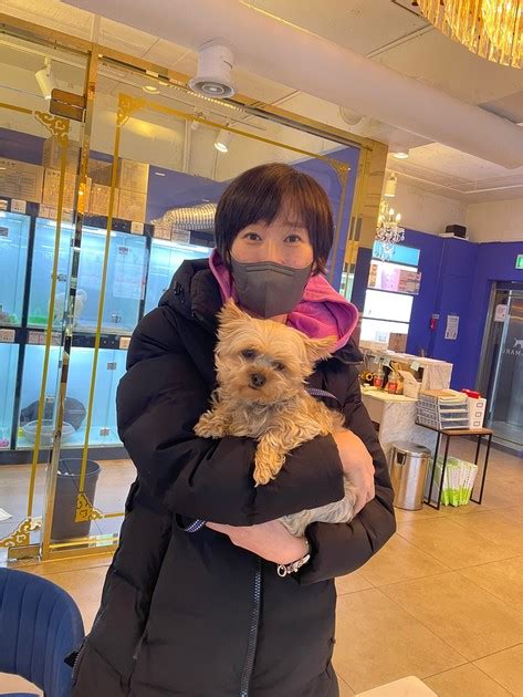 요크셔테리어 사랑이 샴입양 셀커크렉스입양 스코티쉬폴드입양 스핑크스입양 아메리칸숏헤어입양 아비시니안입양 터키시앙고라입양 페르시안입양 애완견입양 반려견입양 털빠짐없는소형견종류