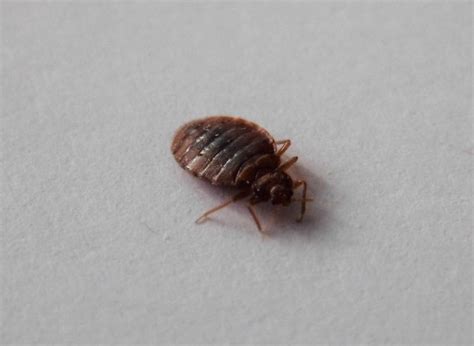 Bed Bug Life Cycle A Guide To All Stages Pestseek