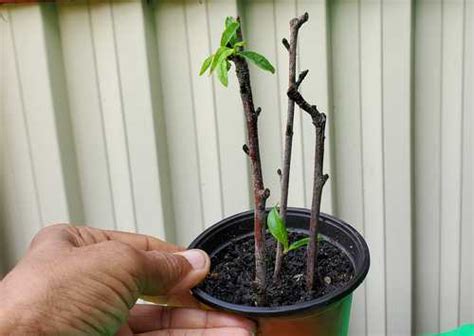 Growing Nectarine Tree From Cuttings