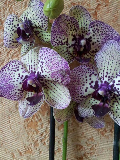 Цветы для дома и сада