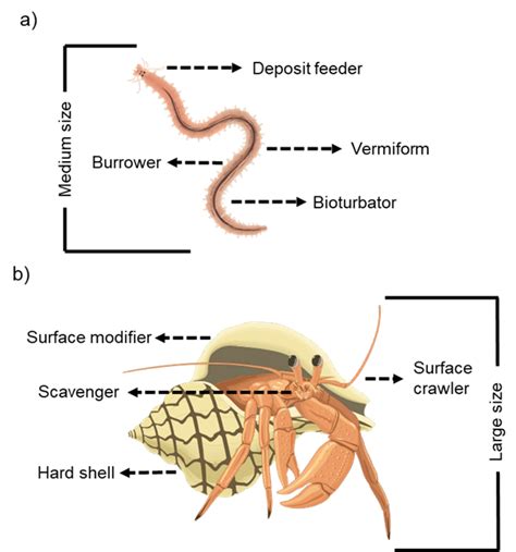 Nztd The New Zealand Trait Database For Marine Benthic Invertebrates