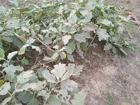 စစ်အုပ်စုဖမ်းဆီးသွားတဲ့ ပြည်သူတွေထဲက တချို့ကို ခေါင်းတခြားကိုယ်တခြား သေဆုံးလျက်ပြန်တွေ့