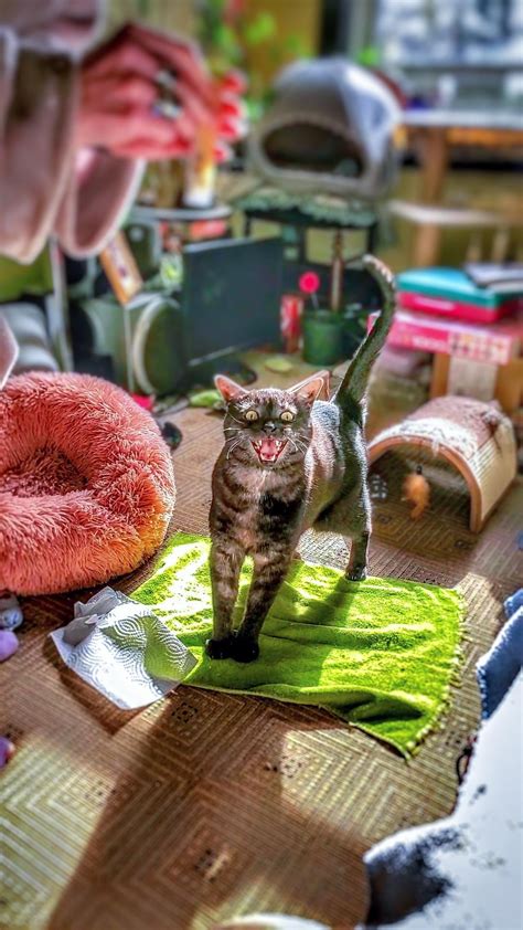 meow r cats