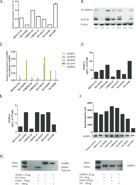 Characterization Of Major Igf Components Expression In Mpm Cell Lines