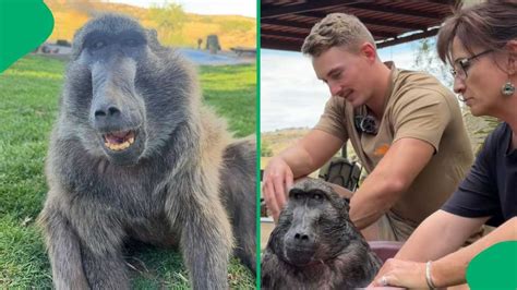 She Barely Fits Caretakers Remember Cindy The Baboon Sharing An Adorable Clip Of Her Last Bath