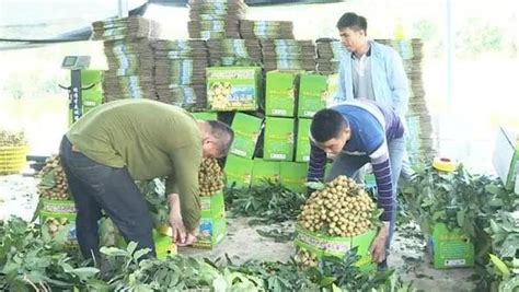 东方龙眼甜蜜上市 促进农民增收 知乎