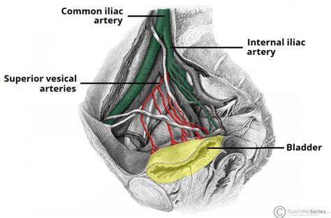 The Urinary Bladder Structure Function Nerves Teachmeanatomy