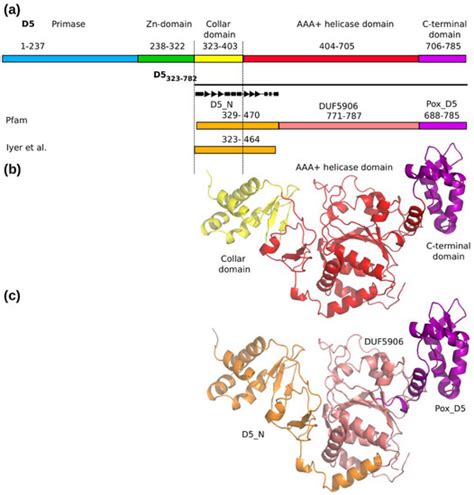 The Vaccinia Virus Dna Helicase Structure From Combined Single Particle
