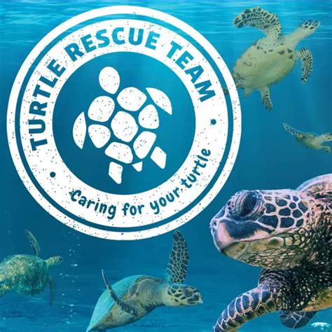 Turtle Rescue Sea Life Weymouth