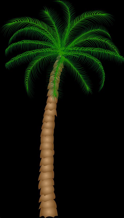 Download A Palm Tree With Green Leaves [100 Free] Fastpng