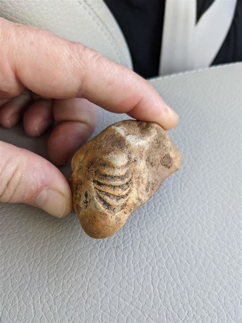 Fossil Id Is This A Fossil Trilobite Shell R Fossils