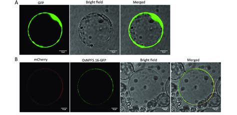 Subcellular Localization Of Osnpf516 A Free Gfp Expression In Rice