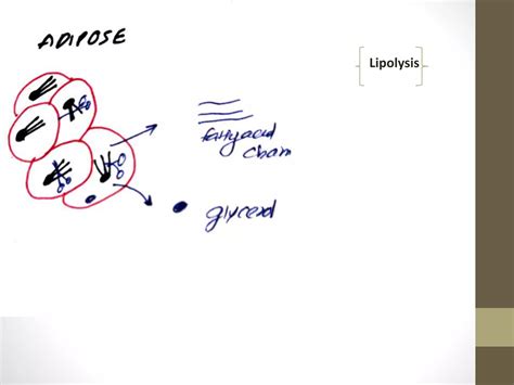 Thyroid Function Tests Pptx