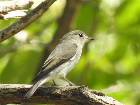 コサメビタキ 2018 09 17 日本の野鳥識別図鑑