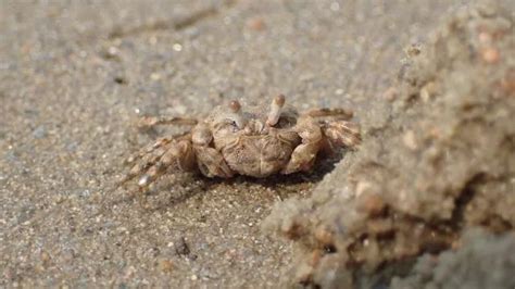 这个夏天赶海去二滩涂下趣味盎然作者潮间带生物句号 知乎