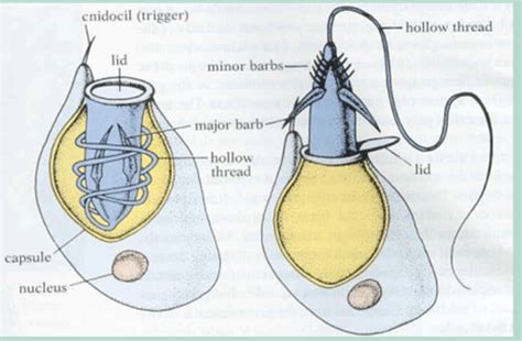 Chapter 13 Cnidaria And Ctenophora Flashcards Quizlet