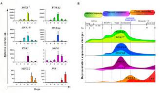 Temporal Dynamics Of Gene Expression During Hescs Differentiation A