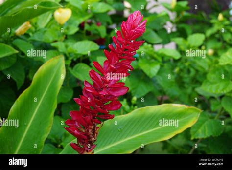 Ginger Lily Awapuhi Plant At Andres Lowe Blog