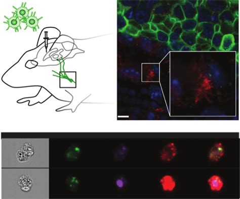 fluorescently labeled evs can be seen in cells isolated from cervical