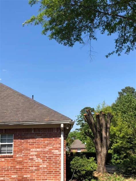 DYLAN TREE SERVICES Updated August Photos Babe Rock Arkansas Tree Services