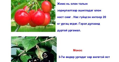 Эмийн ургамалууд