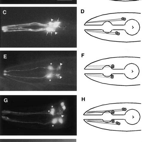 cfi 1 inhibits expression of cem features in other neurons bar 50 µm