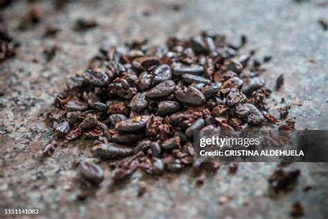 Roasted Cocoa Beans Photos And Premium High Res Pictures Getty Images