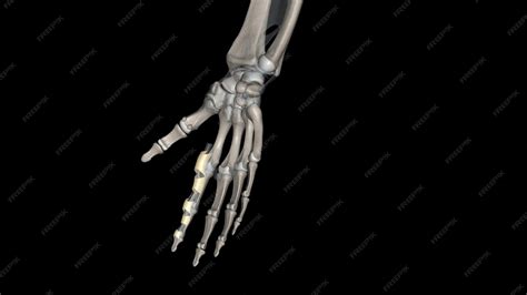 Premium Photo The Annular Ligament Is A Complex Structure Formed From