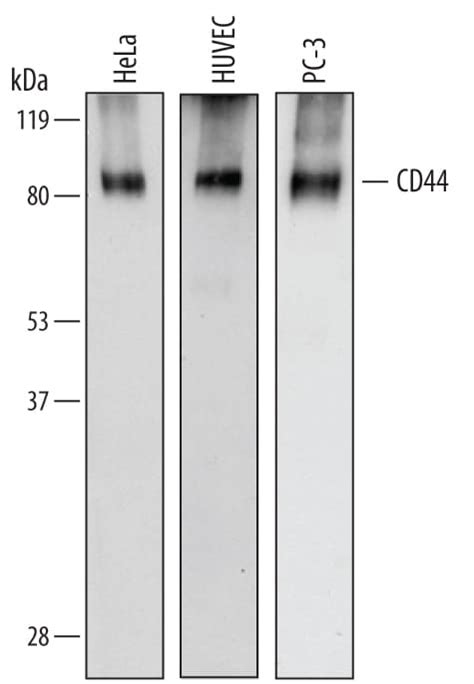 Human Cd44 Antibody Af3660 Randd Systems